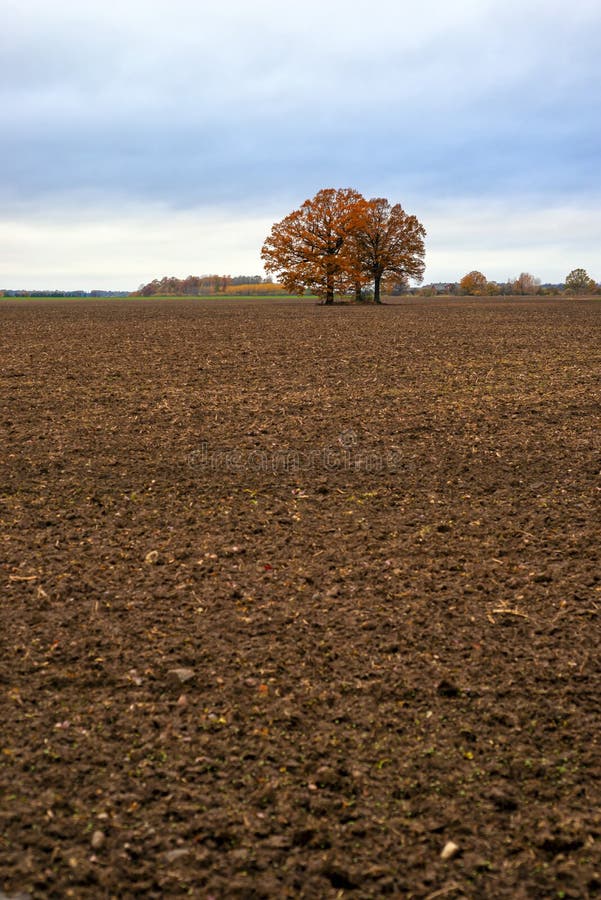 Lone Trees in the Middle of a Cultivated Field on a Cloudy Autumn ...