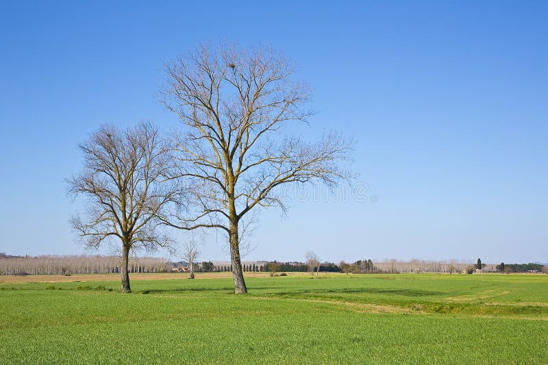 Rural Scene with a Green Field, Grass, Trees and Sky on Background ...