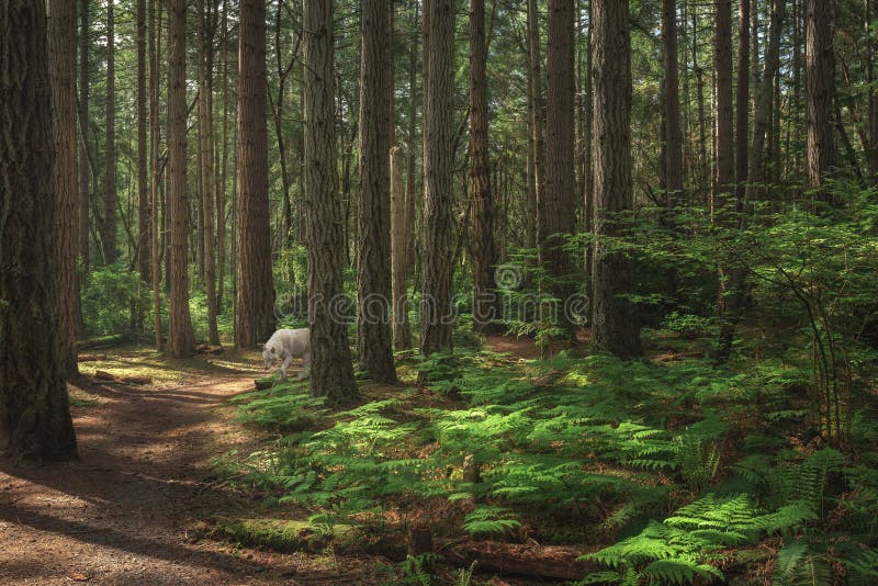 Lone Triumphant Wolf Walks the Trail in the Woods in WA State Stock ...