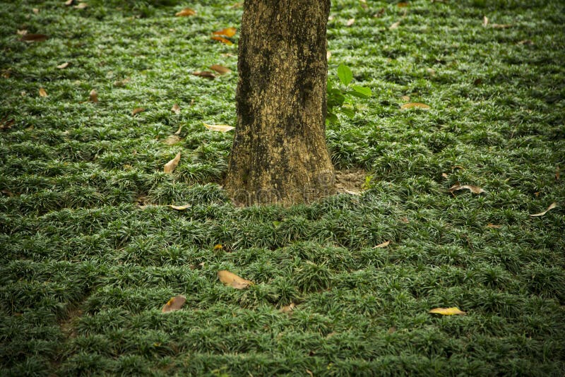 A Lone Trunk of a Tree Amongst Grass Stock Photo - Image of green ...