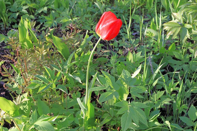 Lone Tulip is Sad in an Abandoned Flower Bed Stock Photo - Image of ...