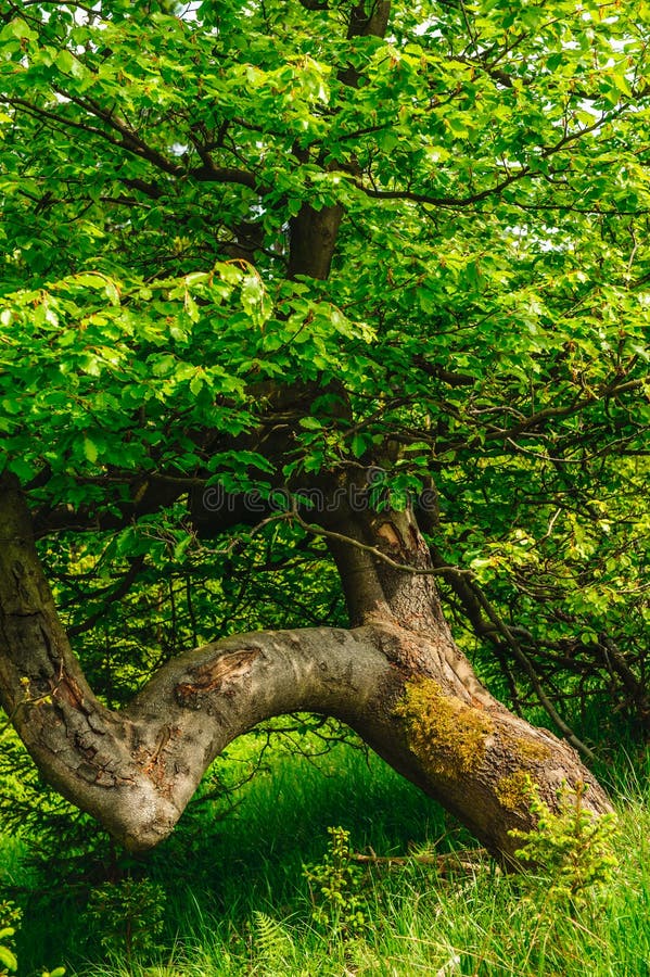 Lone twisted tree stock image. Image of light, sunlight - 118018295