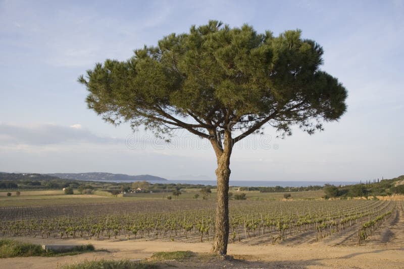 Lone Umbrella Pine in a Vineyard Stock Image - Image of landscape ...