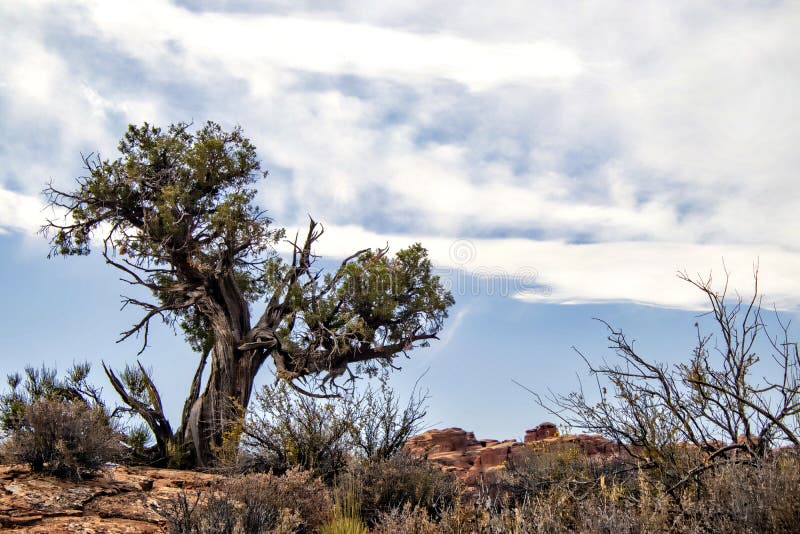Lone Utah Juniper stock photo. Image of islands, canyons - 162059882