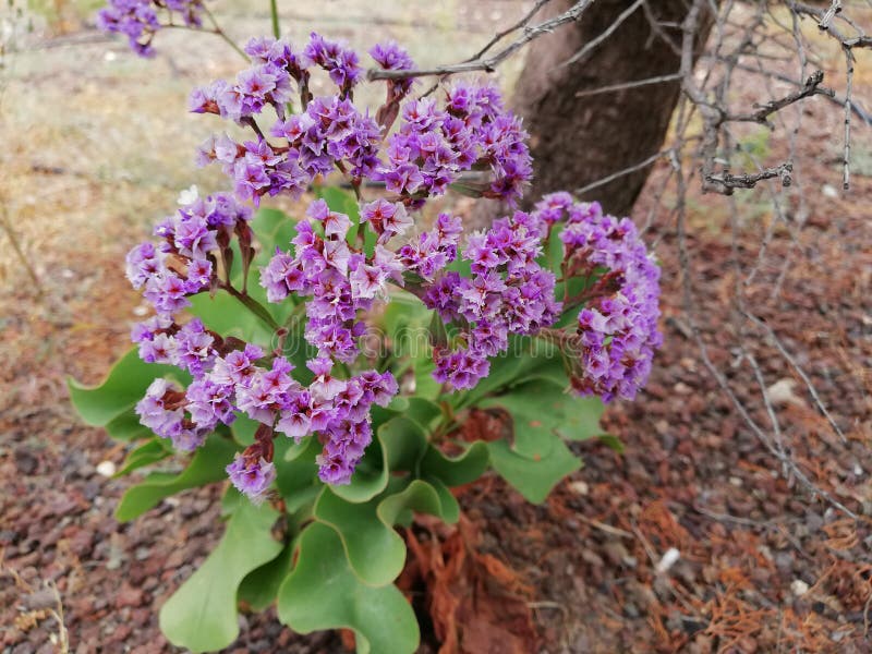 A lone violet in the field stock photo. Image of violet - 117377324
