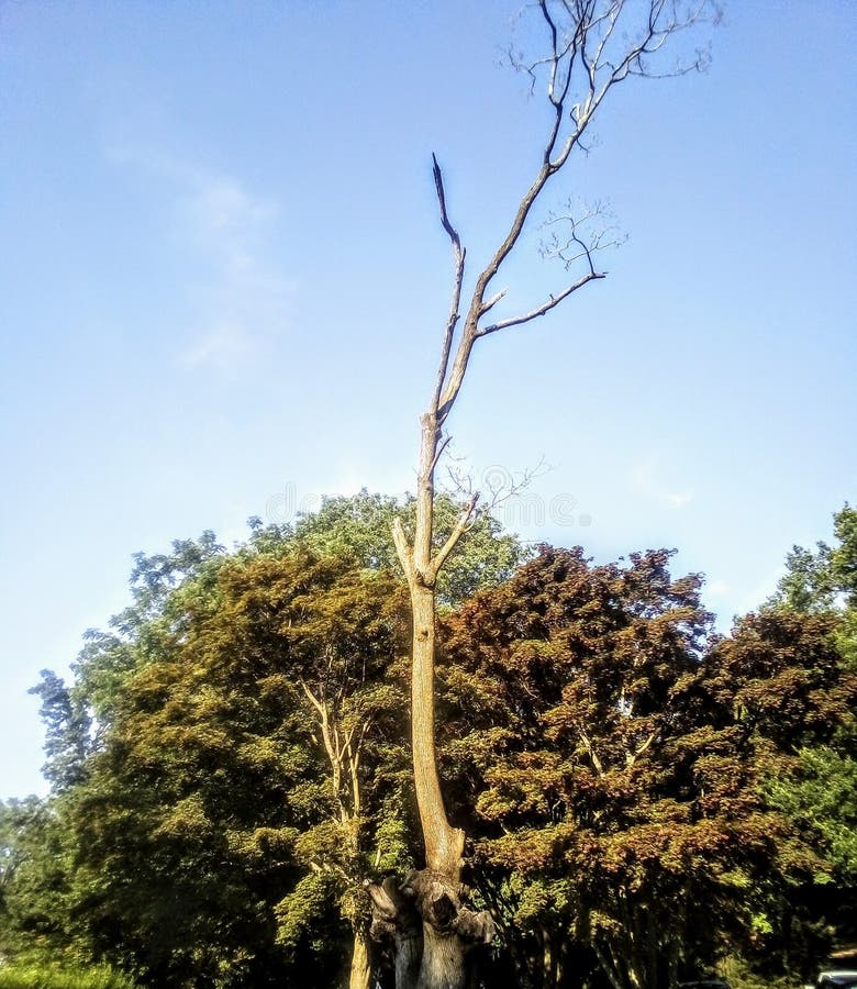 Still Standing After Fire And Rain Stock Photo - Image of forest ...