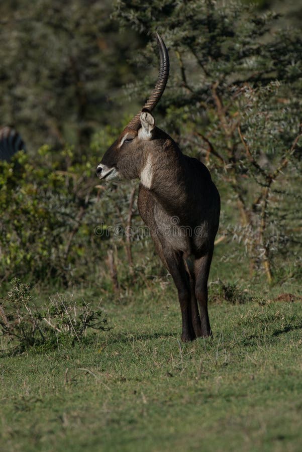 Lone Waterbuck Standing Sideways at Water Edge and Looking at Camera ...