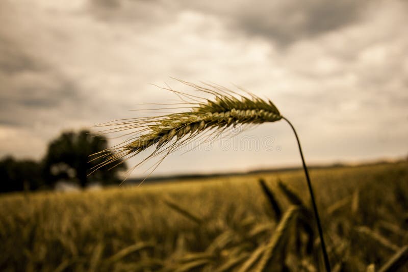 Lone wheat strand stock image. Image of close, yellow - 96877849