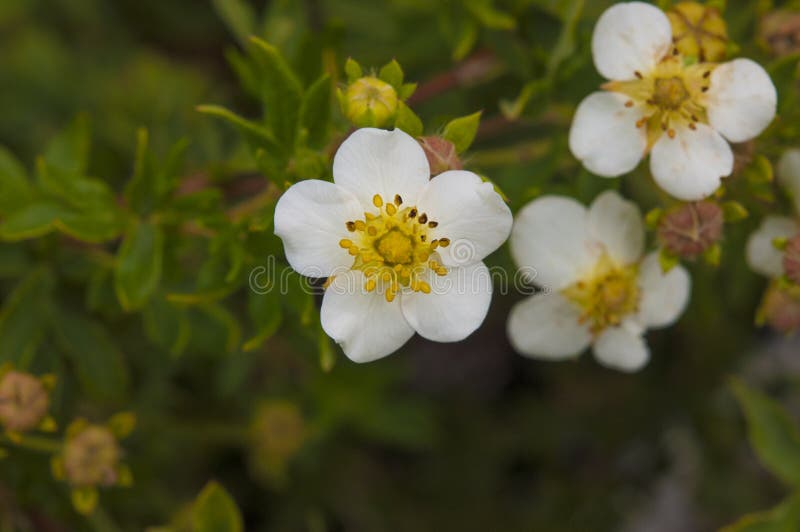 Lone White Bloodroot Flower is Blooming Out of the Ground in Early ...
