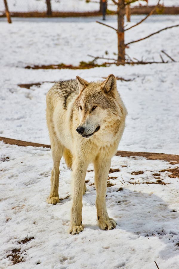 Lone White Wolf Standing in Snow at Park Stock Photo - Image of park ...