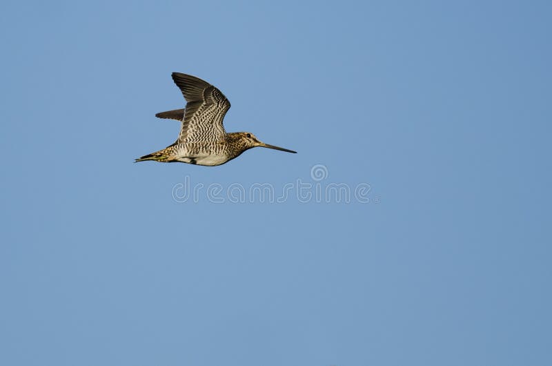Lone Wilson S Snipe Flying in a Blue Sky Stock Photo - Image of bird ...