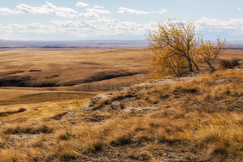 Western Rolling Prairie Lone Tree Stock Photos - Free & Royalty-Free ...
