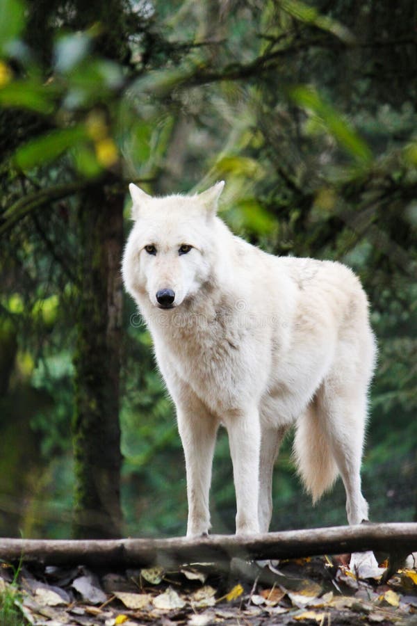 Lone Wolf stock image. Image of wildlife, emerges, lone - 63089679
