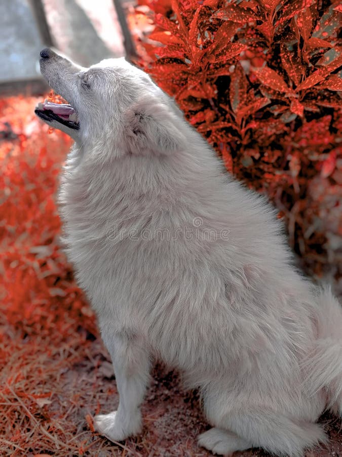 Lone wolf in heaven stock image. Image of quail, wolf - 192782385