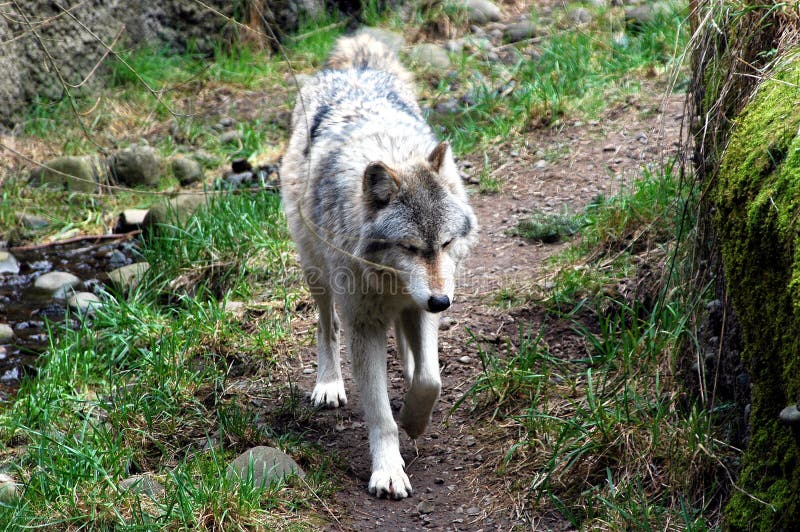 Lone wolf outdoors. stock photo. Image of predator, kill - 147740030