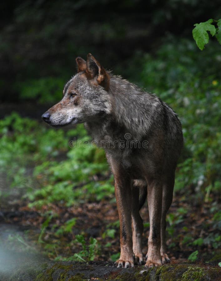 Lone wolf on the path stock image. Image of portrait - 285846721