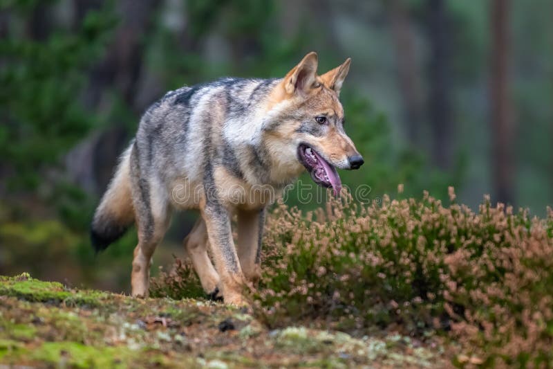 Lone Wolf Running in Autumn Forest Czech Republic Stock Photo - Image ...