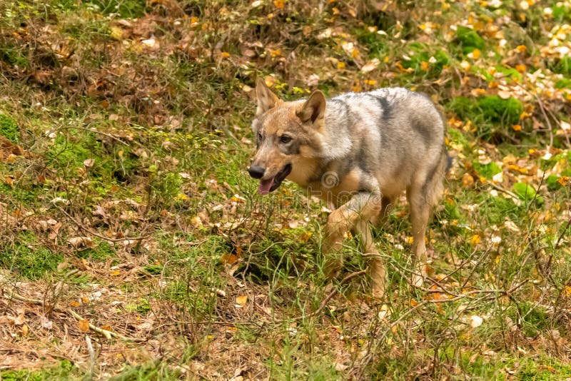 Lone Wolf Running in Autumn Forest Czech Republic Stock Image - Image ...