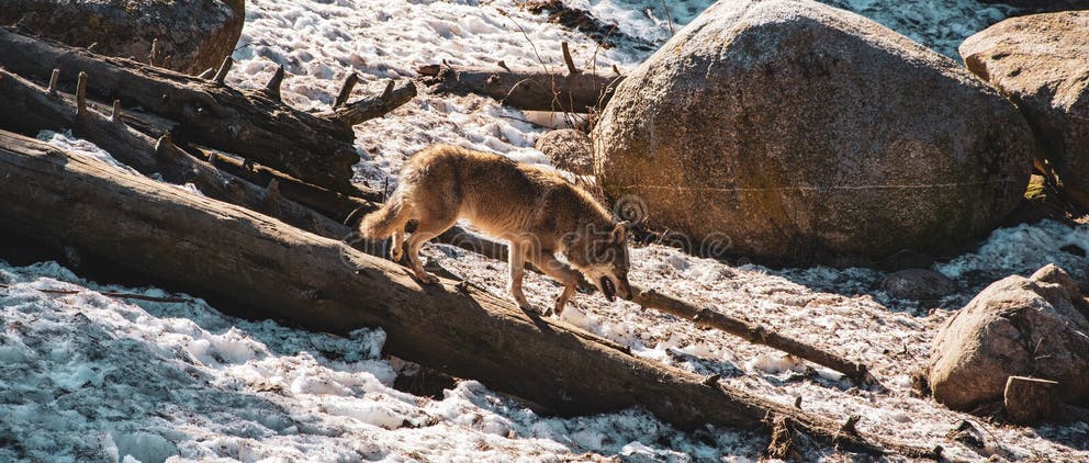 A Lone Wolf Running on a Fallen Tree Stock Image - Image of tree, sunny ...