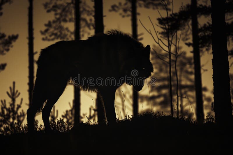 Lone Wolf in the Wild. Generative Ai Stock Illustration - Illustration ...