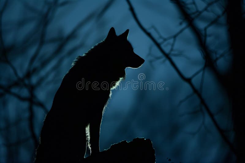 Lone Wolf Silhouette in the Deep Dark Woods at Night Stock Illustration ...