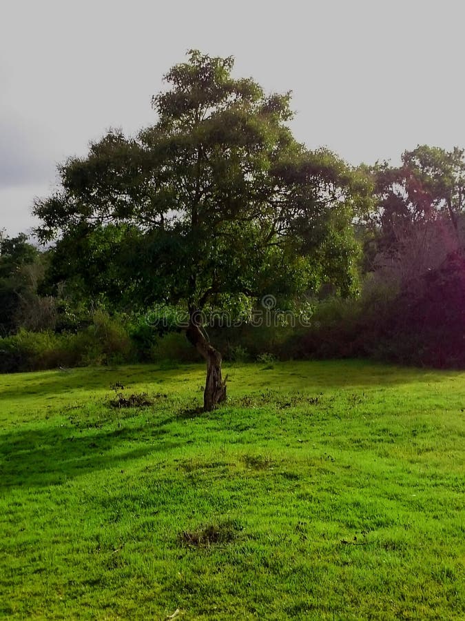 A lone wolf stock image. Image of natural, alone, tree - 83921419