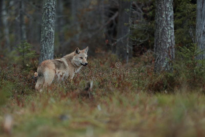 Wild wolf stock photo. Image of alone, wildlife, portrait - 203320720