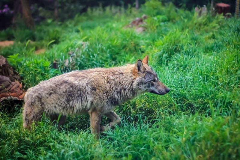 Lone wolf stock photo. Image of dinner, lone, wolf, waiting - 120492162