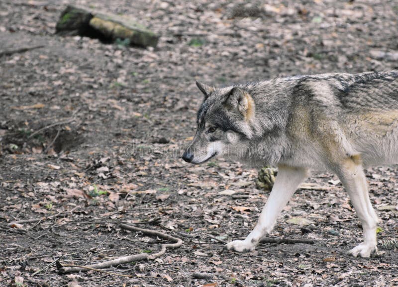 A Wolf Walking through a Forest Stock Image - Image of beautiful, angry ...