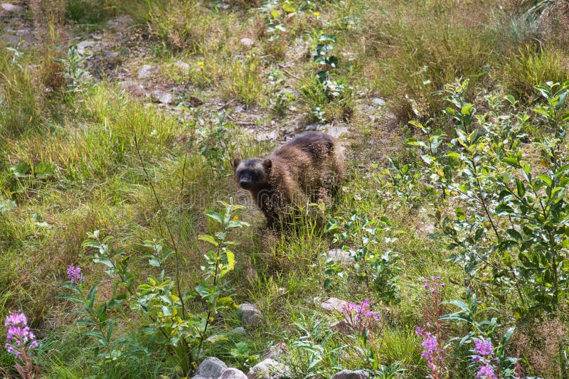 Lone Wolverine Hunting for Prey in a Forest Stock Image - Image of ...