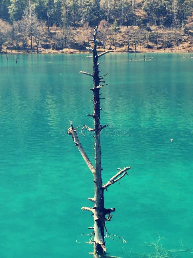 Lone wood stock image. Image of lake, nature, tree, shore - 270545329