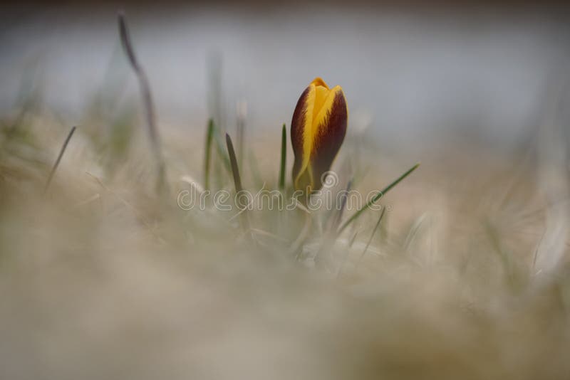 A Lone Yellow Crocus in Spring,natural Background Stock Photo - Image ...