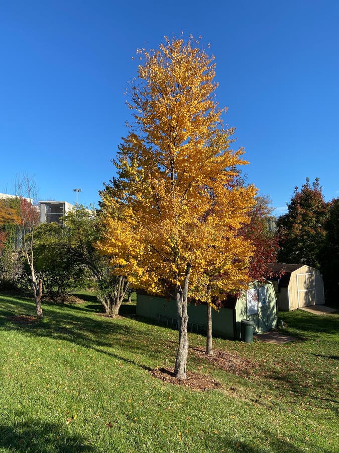 Lone Yellow Fall Foliage Tree at the Park Stock Photo - Image of park ...