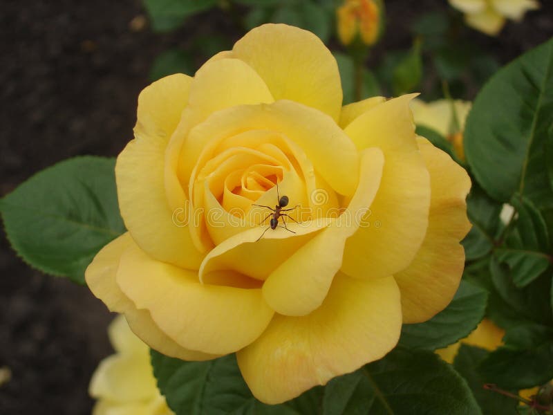 Lone Yellow Rose Flower Ilios with Ant Stock Photo - Image of lone ...