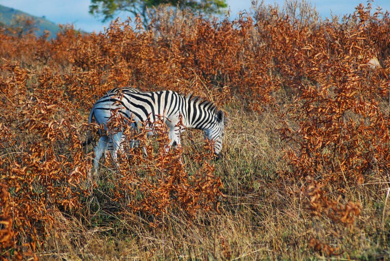 A zebra eating stock photo. Image of grassland, nature - 144626800