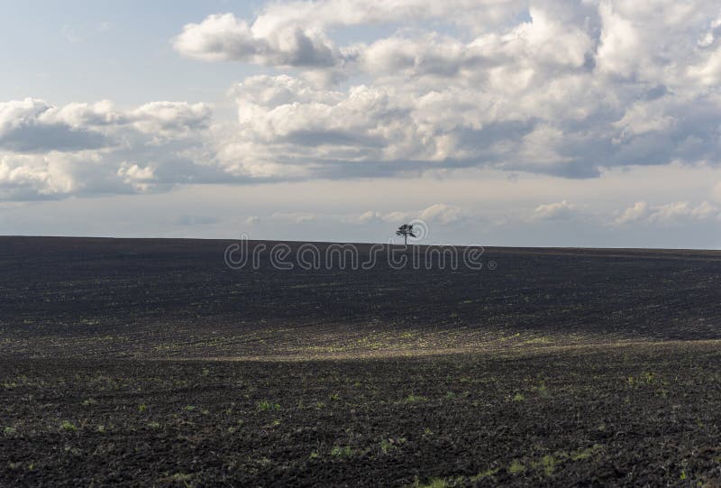 Loneley Tree on Fallow Field Stock Image - Image of black, fallow ...