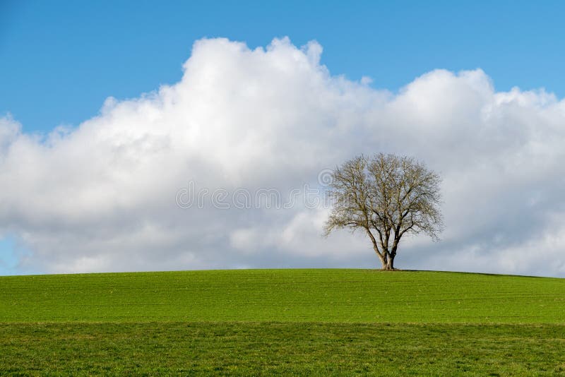 Loneley tree on a field stock image. Image of view, green - 213236825