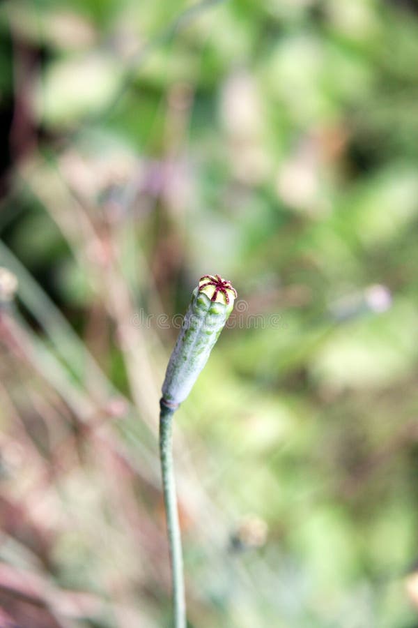 Loneliness stock image. Image of plant, pink, leaves - 49534581
