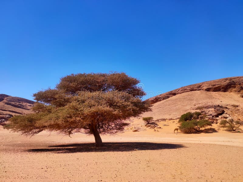 Lonely Acacia Tree in the Desert Stock Image - Image of africa, summer ...