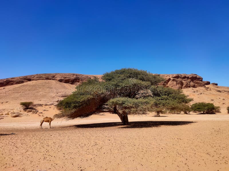 Lonely Acacia Tree in the Desert Stock Image - Image of desert, park ...