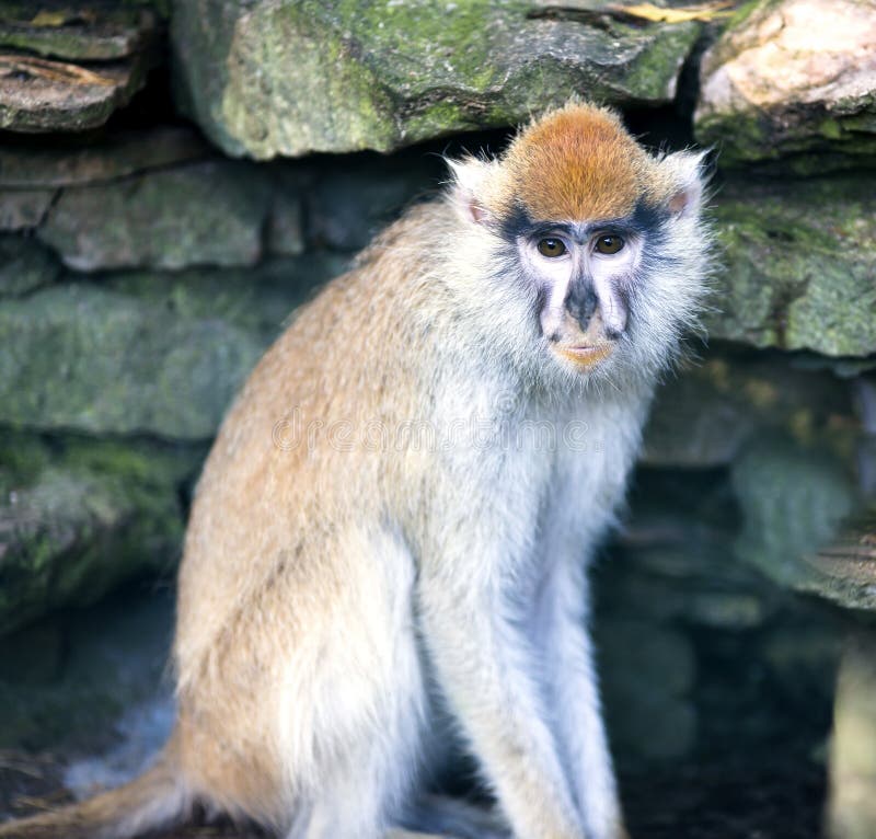 Lonely African Patas Monkey Stock Photos - Free & Royalty-Free Stock ...