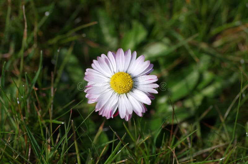 A Single Daisy in the Grass Stock Photo - Image of flower, fragrance ...
