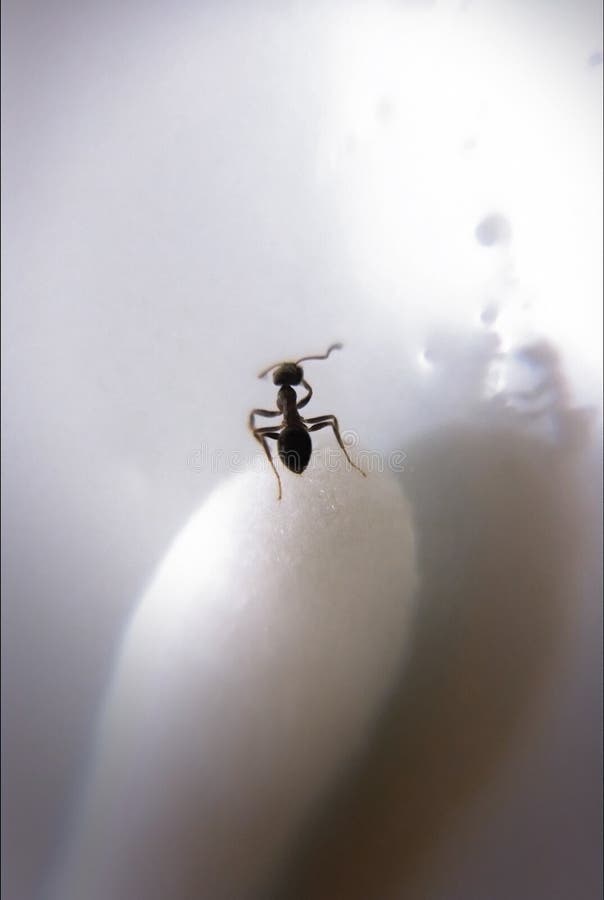 Lonely ant stock image. Image of ants, smaller, small - 40333697