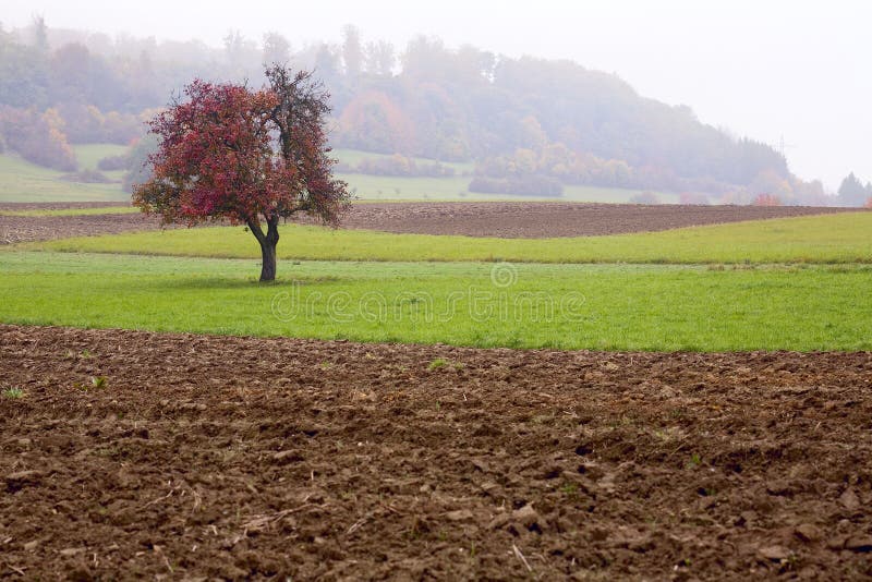 Lonely apple tree stock image. Image of land, autumn - 27368437