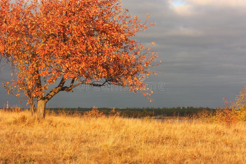 Lonely Apple Tree in a Field in Sunset Light Stock Photo - Image of ...