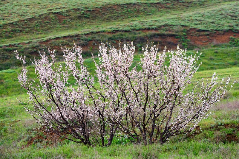 Lonely Apricot Tree at Flowering Time Stock Photo - Image of blossom ...