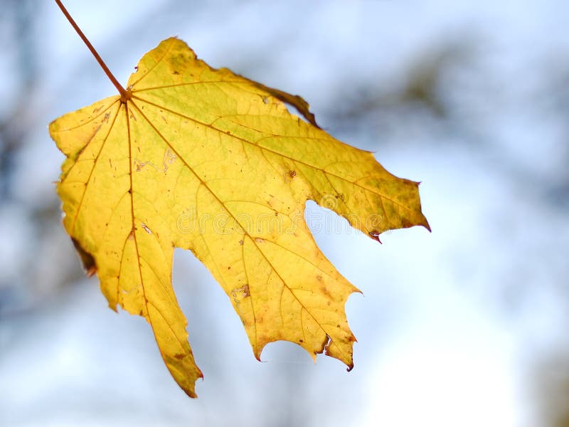 Lonely autumn leaf stock photo. Image of leaf, november - 16842850