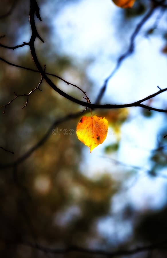 Lonely autumn leaf stock image. Image of trees, green - 23898639