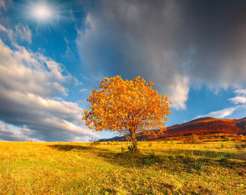 Lonely Autumn Tree Against Dramatic Sky in Mountains Stock Photo ...
