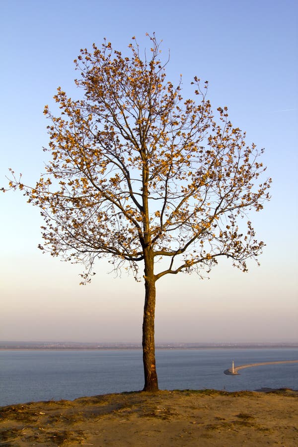Singular, Lonely Tree As the Focal Point in a Wide Open Field in Autumn ...